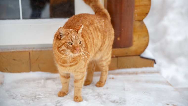 Daily Dose Of Cute: Watch Cats Walking In The Snow For The First Time ...