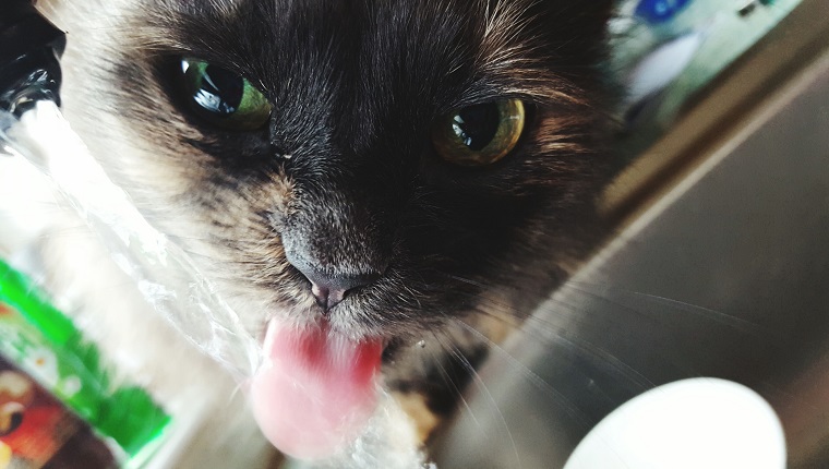 Cat Facts: The Secret Of A Cat’s Taste Buds Is 'Bittersweet' - CatTime