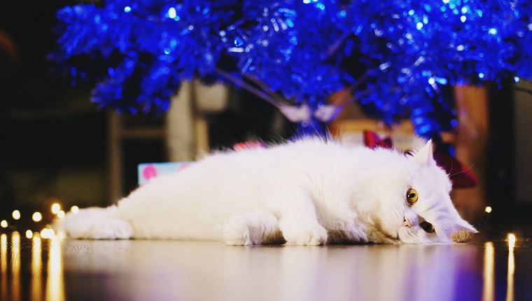 Chag Sameach! 27 Adorable Hanukkah Cats [PICTURES] - CatTime