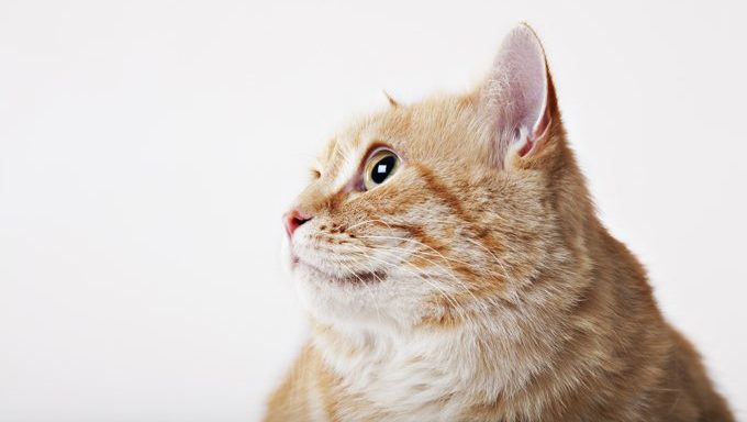 6 Easy Ways To Get Your Indoor Cat Slim & Trim - CatTime