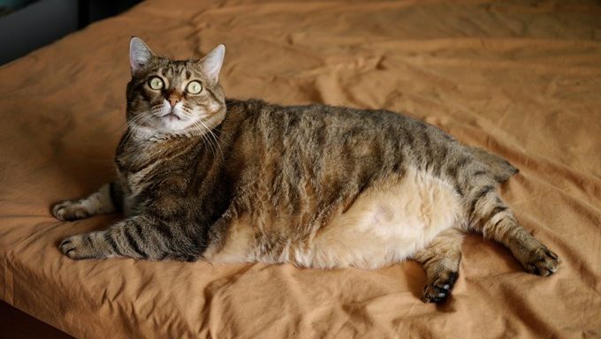 6 Easy Ways To Get Your Indoor Cat Slim & Trim - CatTime
