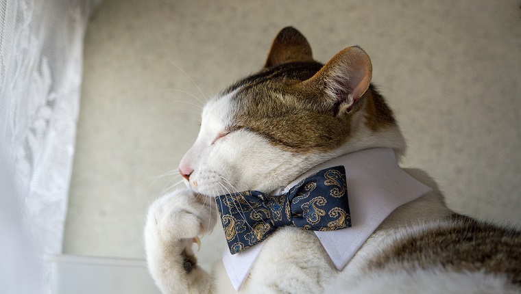 National Answer Your Cat's Questions Day: 10 Questions Your Cat Wants ...