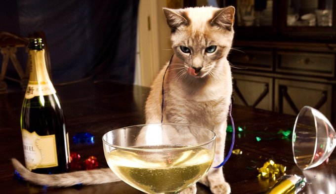 A Cat Owner's New Year's Resolutions - CatTime