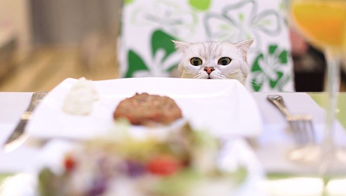 How To Make Homemade Cat Food - CatTime