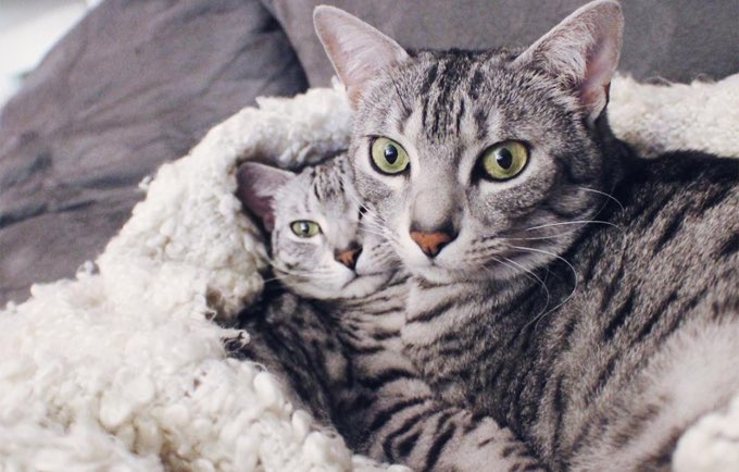 30 Kitties Cuddling For Cuddle Up Day [GALLERY] - CatTime