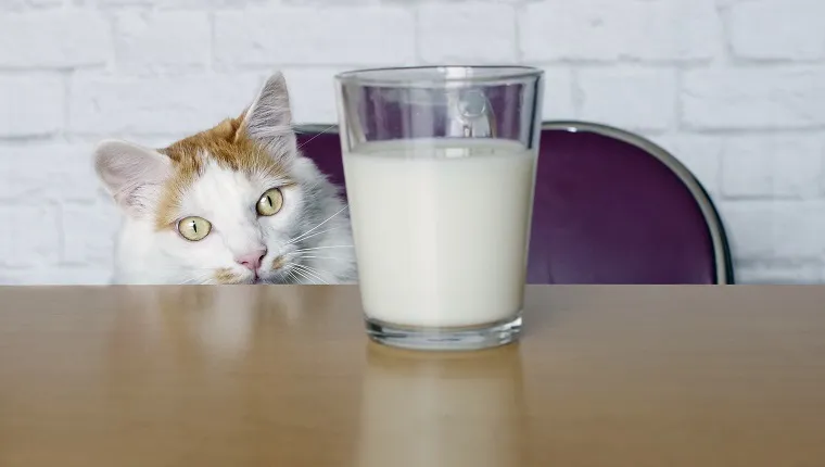 Lactose Intolerance: Why Cow's Milk Is Bad For Most Cats - CatTime