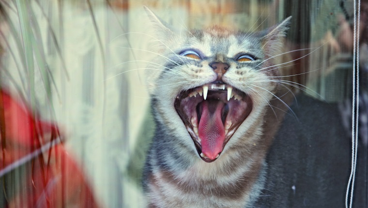 Cat Behavior: How To Deal With Calling, Meowing, And Howling - CatTime