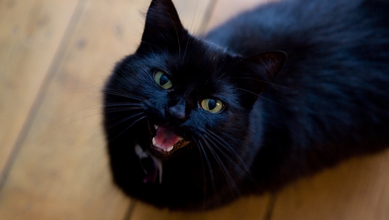 Cat Behavior: How To Deal With Calling, Meowing, And Howling - CatTime