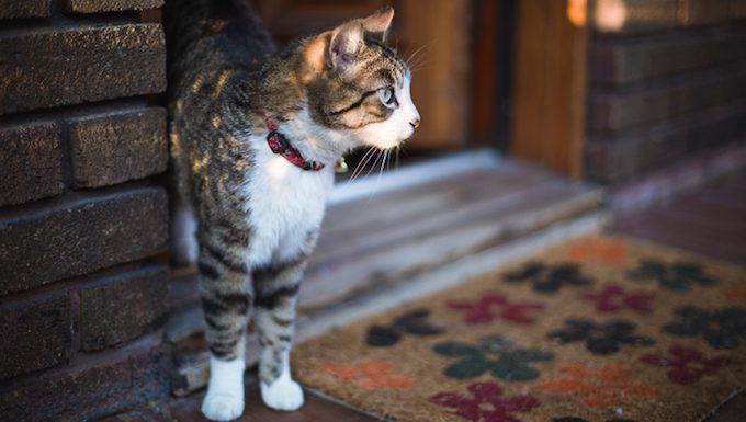 How Can I Stop Feeling So Guilty When I Leave My Cat Home Alone? - CatTime