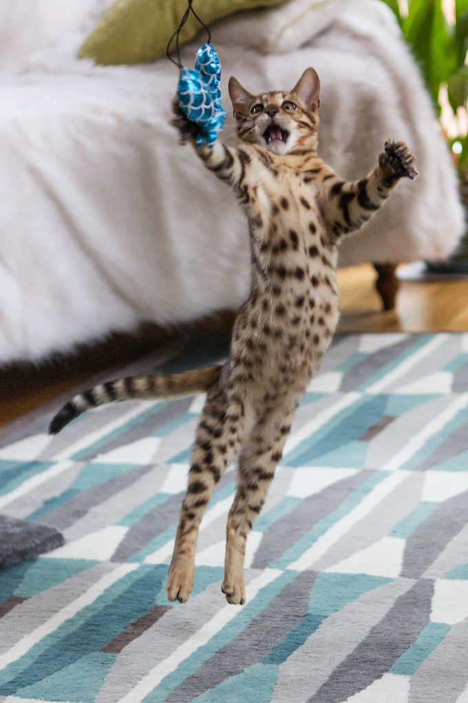 Why You Need To Play With Your Cat Even If You Hate It - CatTime