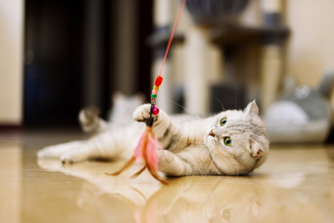 Why You Need To Play With Your Cat Even If You Hate It - CatTime