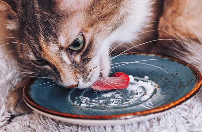 Am I A Bad Pet Parent For Feeding My Cat Fast Food? - CatTime
