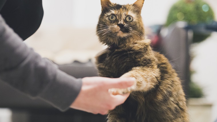 The 'Cat Handshake': How To Introduce Yourself To A New Cat - CatTime