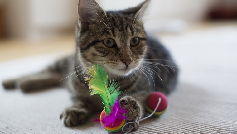 The 'Cat Handshake': How To Introduce Yourself To A New Cat - CatTime