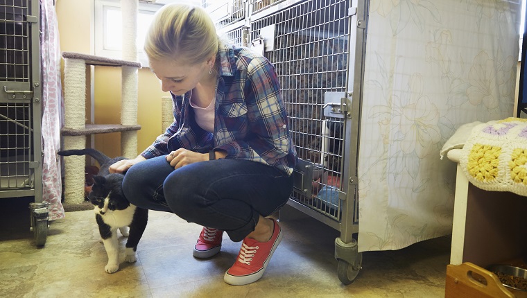 How To Volunteer At An Animal Shelter - CatTime