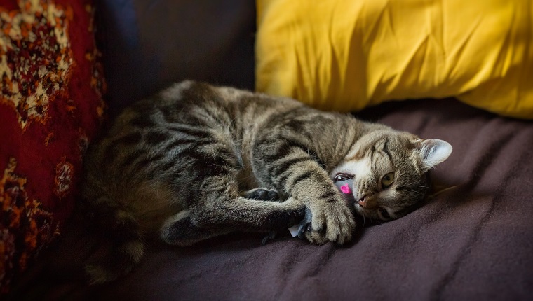 So Your Kitten Bites? Here's What To Do - CatTime