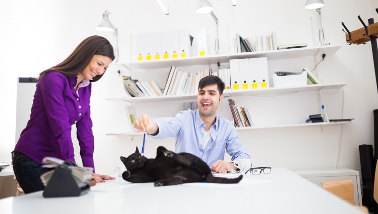 Top 5 Reasons Why Every Business Needs A Cat - CatTime