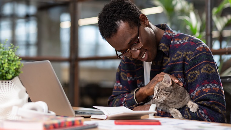 Top 5 Reasons Why Every Business Needs A Cat - CatTime