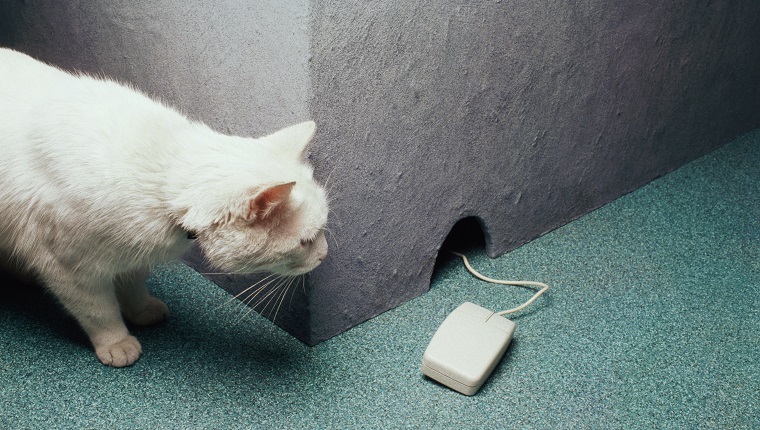 Top 5 Reasons Why Every Business Needs A Cat - CatTime