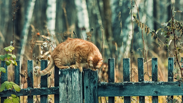 Cat Facts: Why Orange Cats Are Usually Male - CatTime