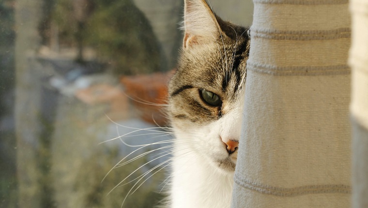 How To Tell If Your Cat Is In Pain And What To Do - CatTime
