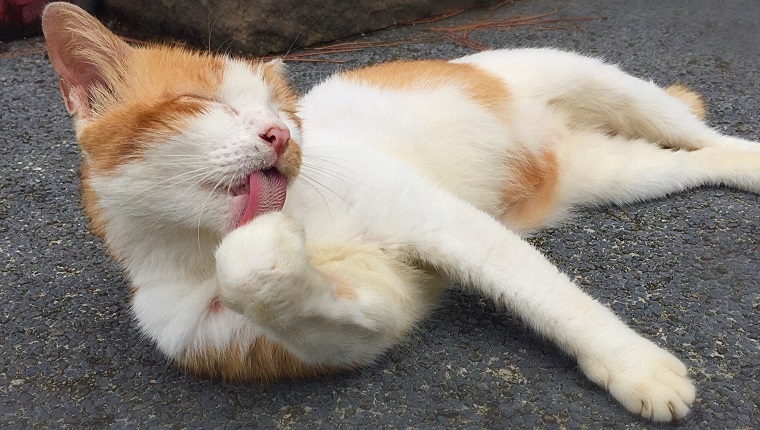 How To Tell If Your Cat Is In Pain And What To Do - CatTime