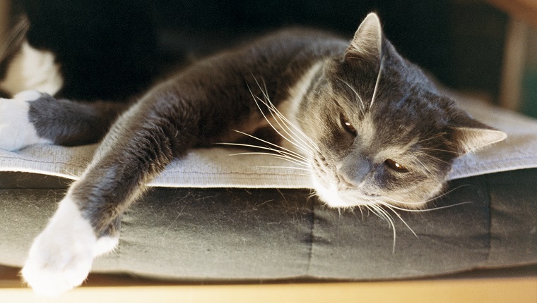 How To Tell If Your Cat Is In Pain And What To Do - CatTime