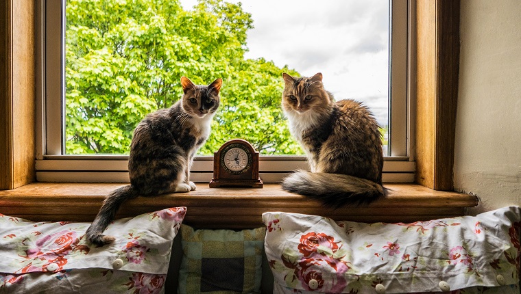 Why The Start Of Daylight Saving Time Drives Some Cats Bonkers - CatTime