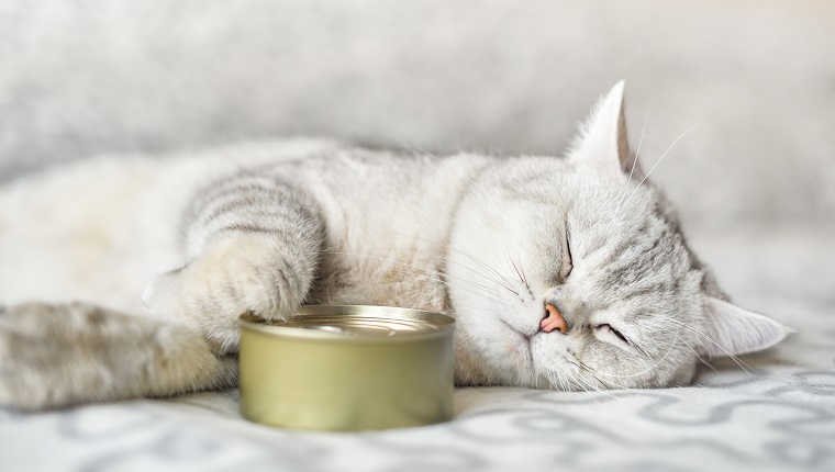 Why The Start Of Daylight Saving Time Drives Some Cats Bonkers - CatTime