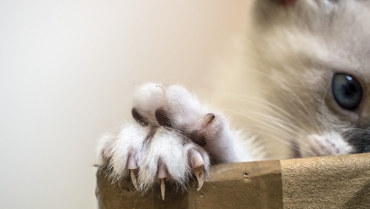 Is Your Cat Insecure? 6 Surprising Signs Of Insecurity In Cats - CatTime