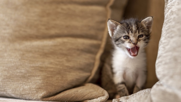 Is Your Cat Insecure? 6 Surprising Signs Of Insecurity In Cats - CatTime