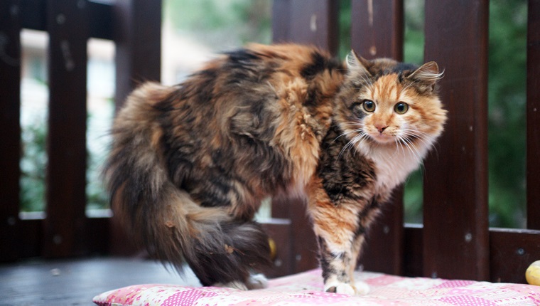 Is Your Cat Insecure? 6 Surprising Signs Of Insecurity In Cats - CatTime