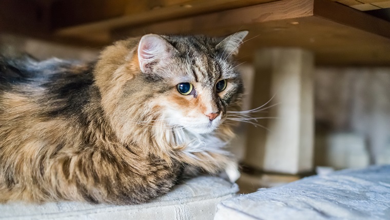 Is Your Cat Insecure? 6 Surprising Signs Of Insecurity In Cats - CatTime