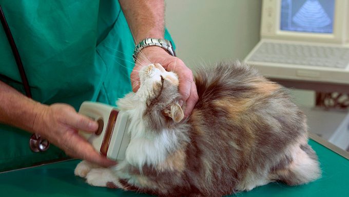 Chip Your Pet Month: The Ins & Outs Of Microchips For Cats - CatTime