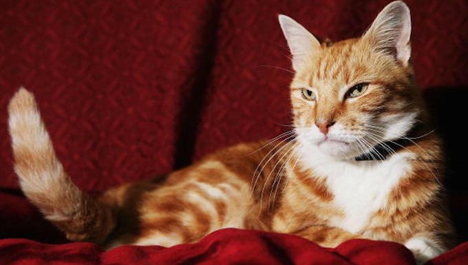 Chip Your Pet Month: The Ins & Outs Of Microchips For Cats - CatTime