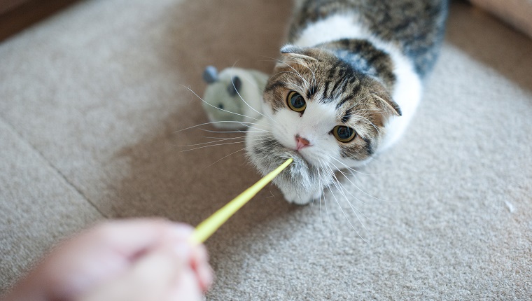 4 Types Of Games To Play With Your Cat That Tap Into Their Inner Hunter ...