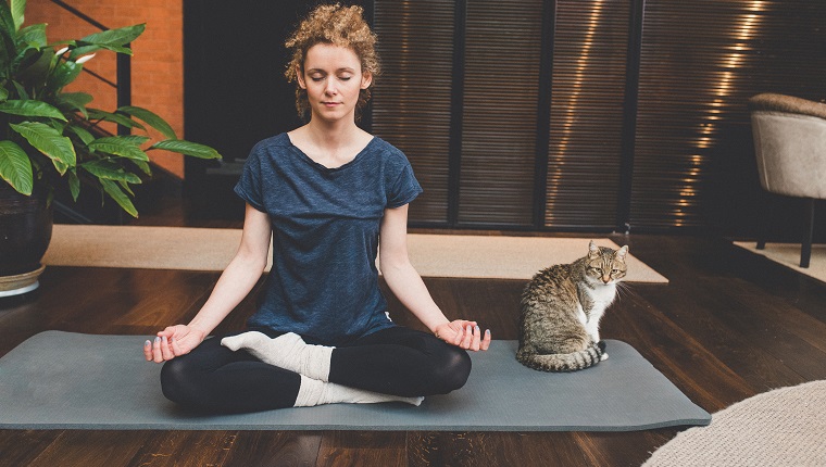 Daily Dose Of Cute: Cat Meditation Is The Zen We Didn't Know We Needed ...