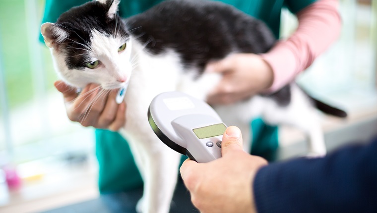 Chip Your Pet Month: The Ins & Outs Of Microchips For Cats - CatTime
