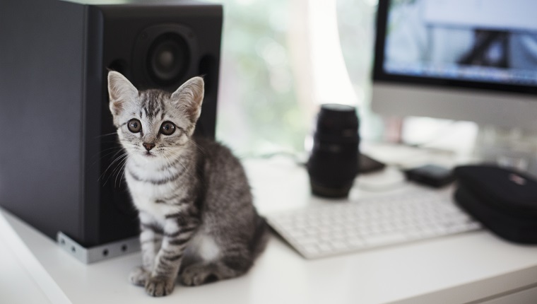Fur Laughs: Watch A Cute Kitten Try To Catch Music Sound Waves [VIDEO ...