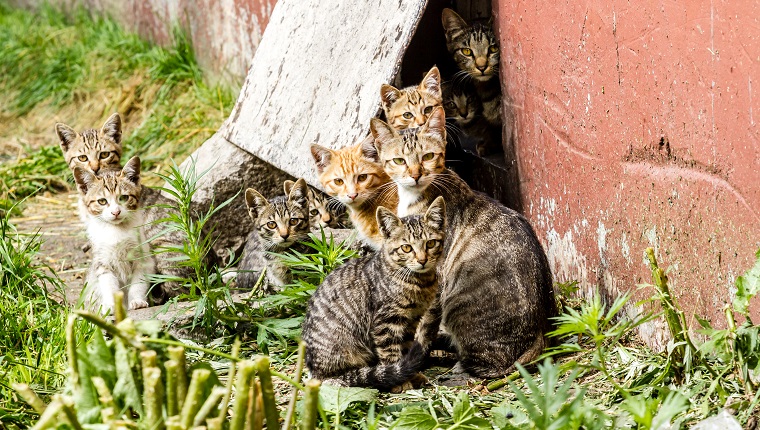 Kitten Season: What To Do If You Find Kittens - CatTime