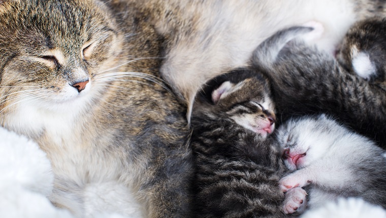 Happy Mother's Day: 6 True Stories Of Amazing Mama Cats Who Saved Their ...