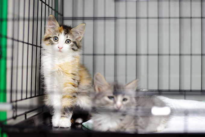 4 Key Questions To Ask Before Adopting A Cat From A Shelter - CatTime