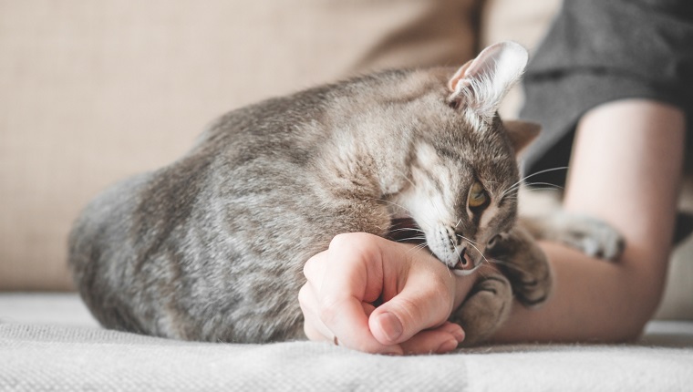The Most Common Causes Of Aggression In Cats - CatTime