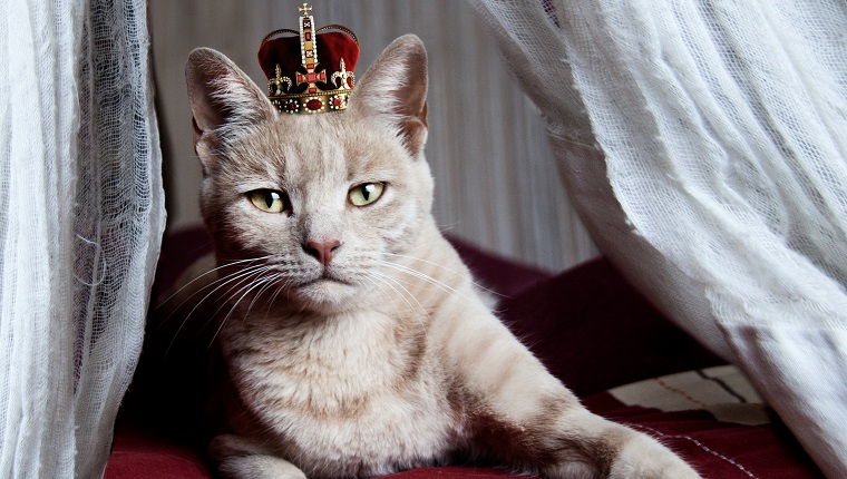 5 Ways Your Cat Is Like Royalty - And You're Their Servant! - CatTime