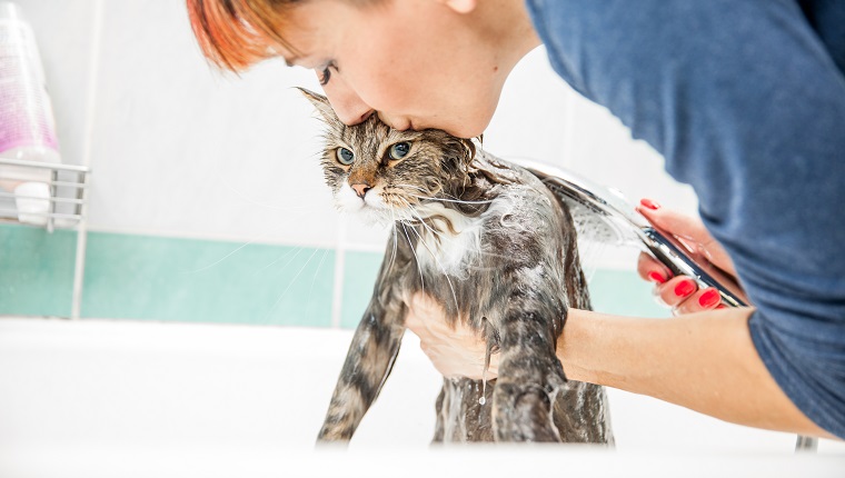How To Give A Cat A Bath When You Absolutely Have To - CatTime