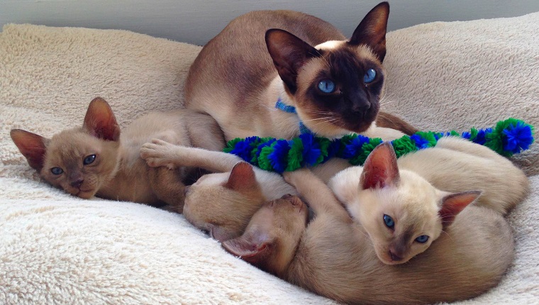 10 Best Cat Mamas For Mother's Day [VIDEOS] - CatTime