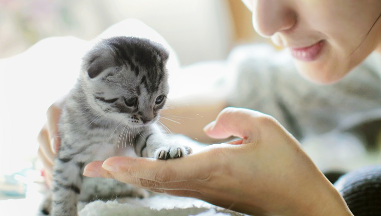 National Best Friends Day: 5 Ways To Celebrate With Your Cat - CatTime
