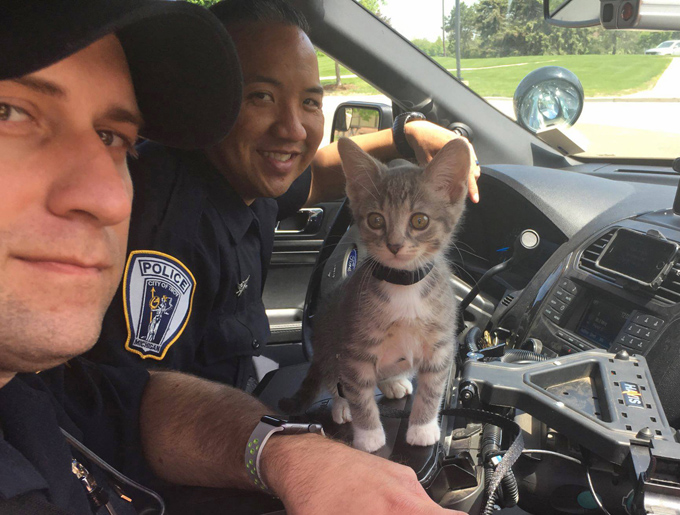 POLICE CAT: Pawfficer Donut Reporting For Duty - CatTime