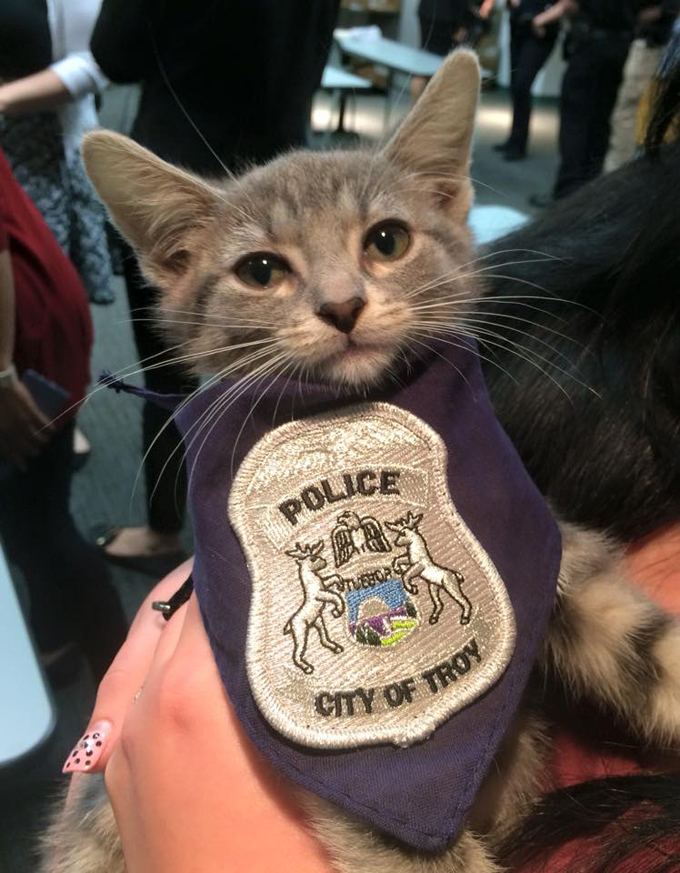 POLICE CAT: Pawfficer Donut Reporting For Duty - CatTime