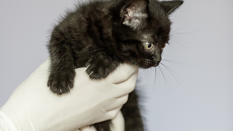How To Safely Remove A Tick From Your Cat - CatTime